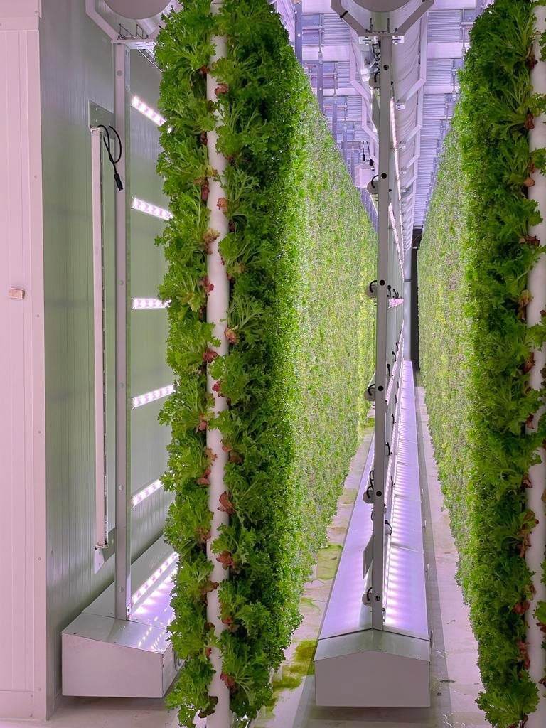 Vertical Farming - Vertikalt landbrug | Danvan A/S